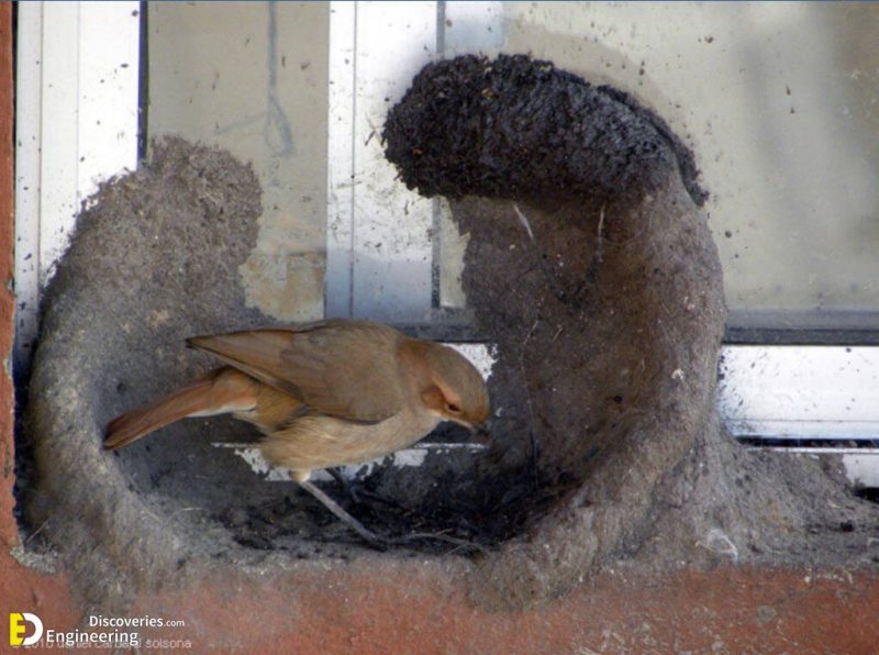 Different Stages Of Construction Of The Nest – Engineering Discoveries