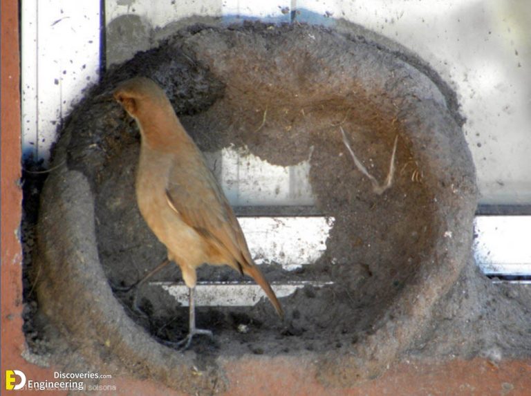 Different Stages Of Construction Of The Nest – Engineering Discoveries