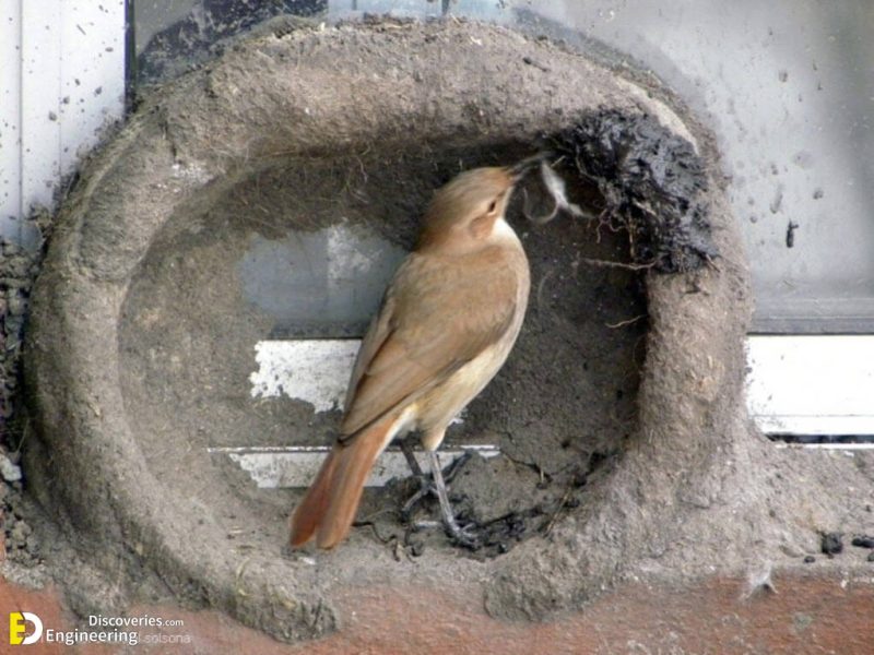 Different Stages Of Construction Of The Nest | Engineering Discoveries