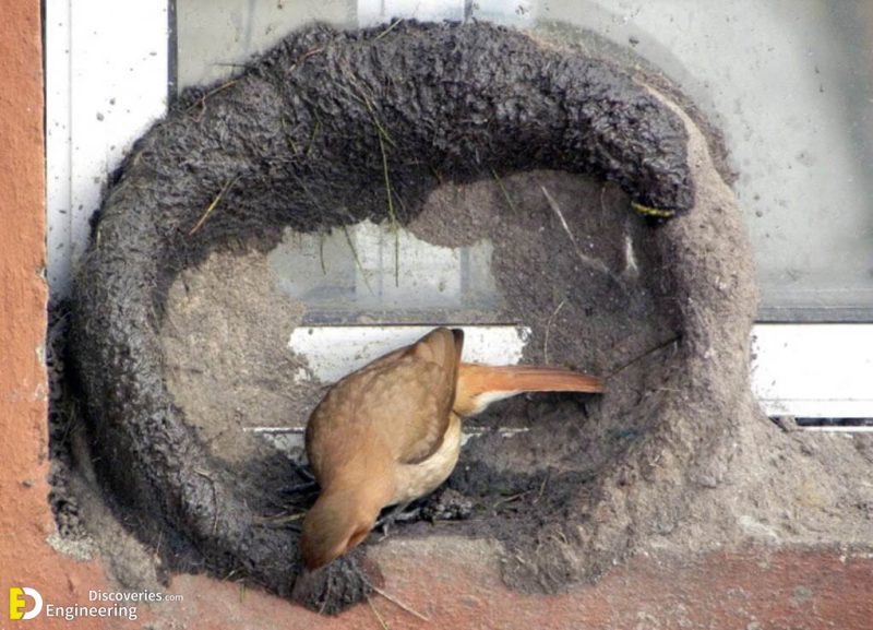 Different Stages Of Construction Of The Nest – Engineering Discoveries