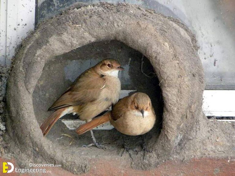Different Stages Of Construction Of The Nest – Engineering Discoveries