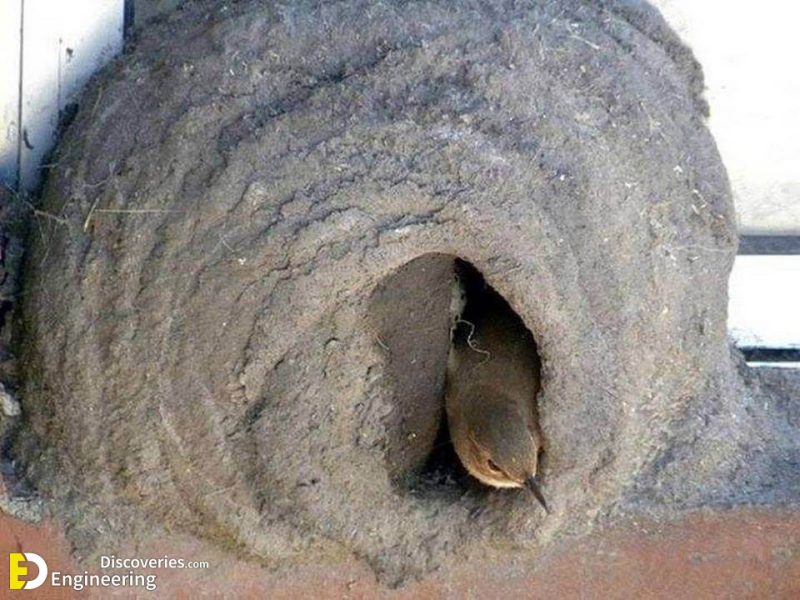 Different Stages Of Construction Of The Nest – Engineering Discoveries