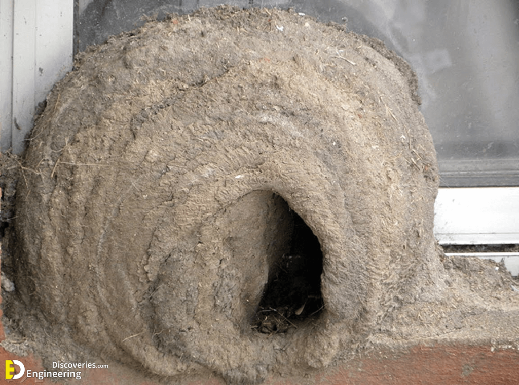 Different Stages Of Construction Of The Nest – Engineering Discoveries