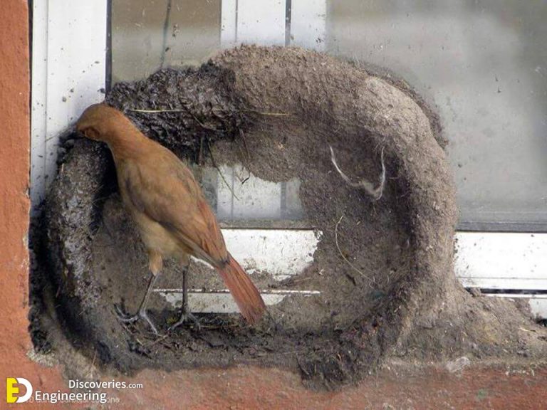 Different Stages Of Construction Of The Nest – Engineering Discoveries