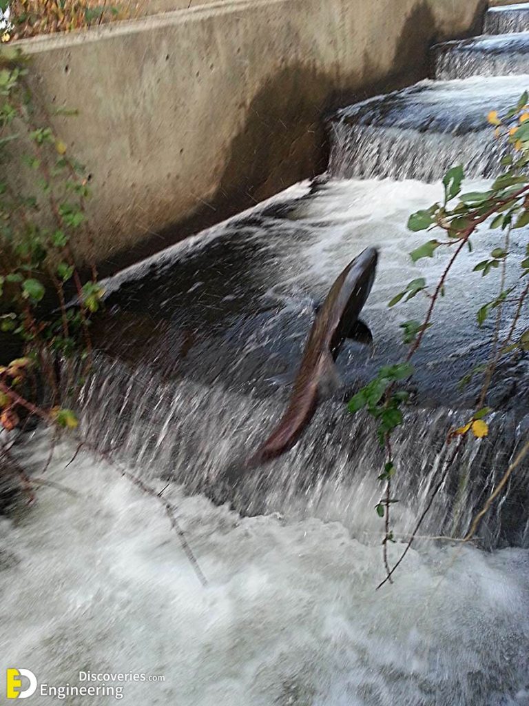Different Types Of Fish Ladders (Fishways) - Engineering Discoveries