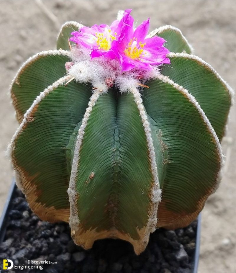 Top 35 Most Beautiful Cactus Flowers To Grow | Engineering Discoveries