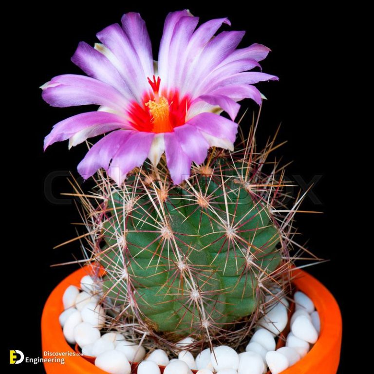 Top 35 Most Beautiful Cactus Flowers To Grow | Engineering Discoveries