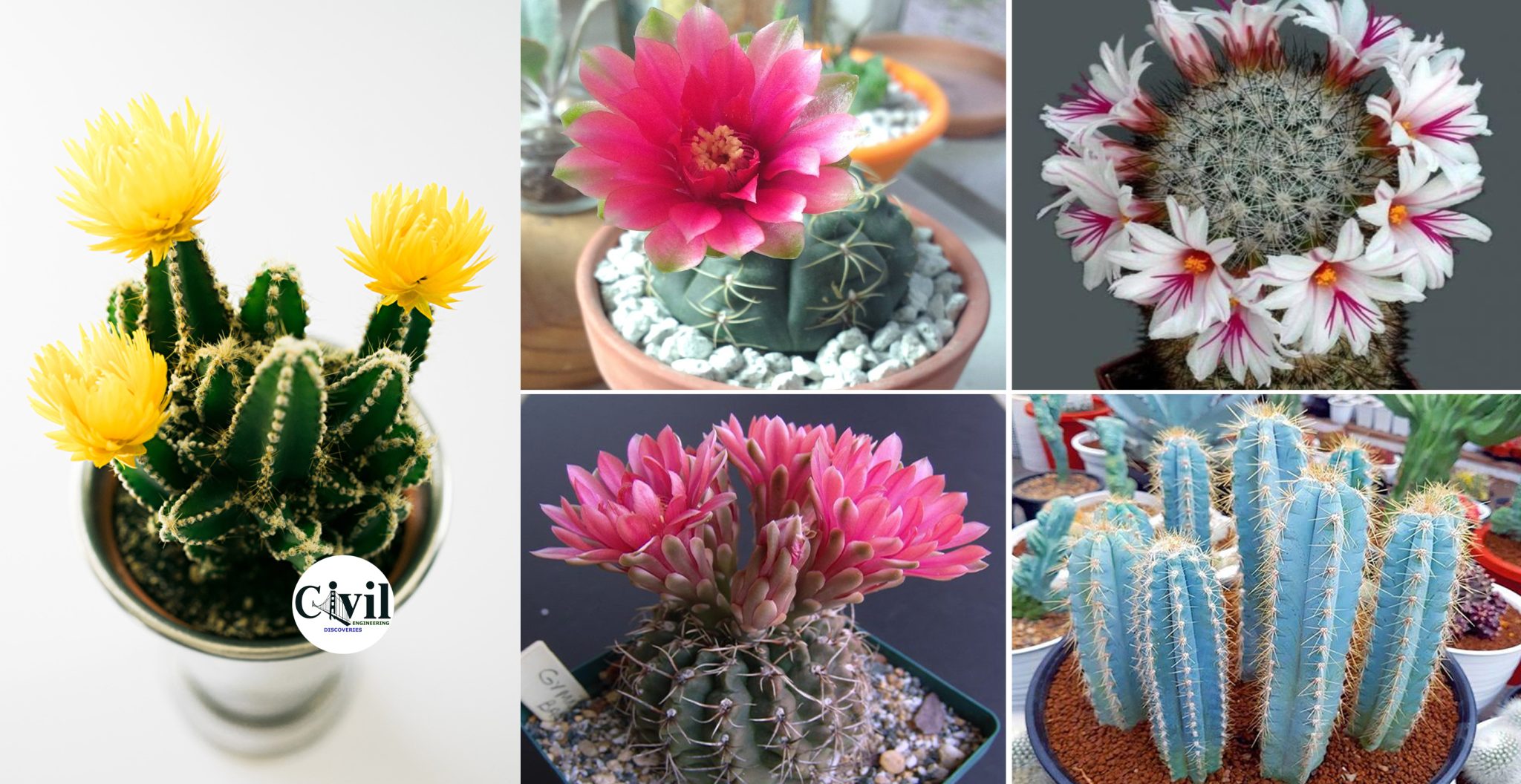 Top 35 Most Beautiful Cactus Flowers To Grow | Engineering Discoveries