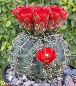 Top 35 Most Beautiful Cactus Flowers To Grow | Engineering Discoveries