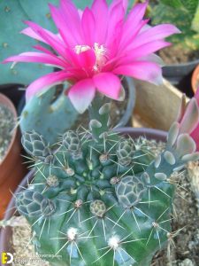 Top 35 Most Beautiful Cactus Flowers To Grow | Engineering Discoveries
