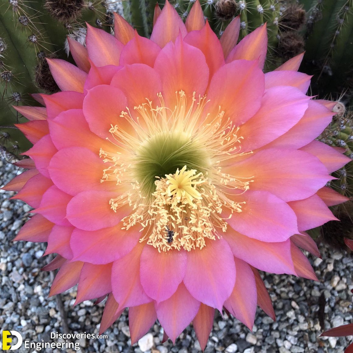 Top 35 Most Beautiful Cactus Flowers To Grow | Engineering Discoveries