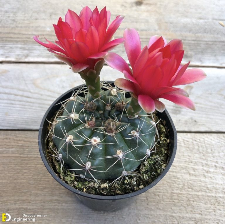 Top 35 Most Beautiful Cactus Flowers To Grow | Engineering Discoveries