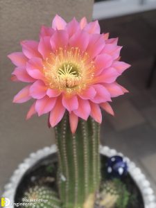 Top 35 Most Beautiful Cactus Flowers To Grow | Engineering Discoveries