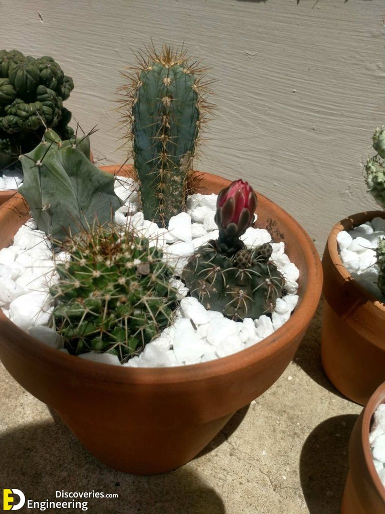 Top 35 Most Beautiful Cactus Flowers To Grow | Engineering Discoveries