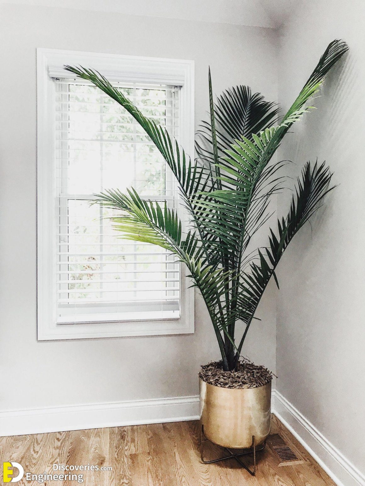 35 Amazing House Plants Indoor Decor Ideas | Engineering Discoveries