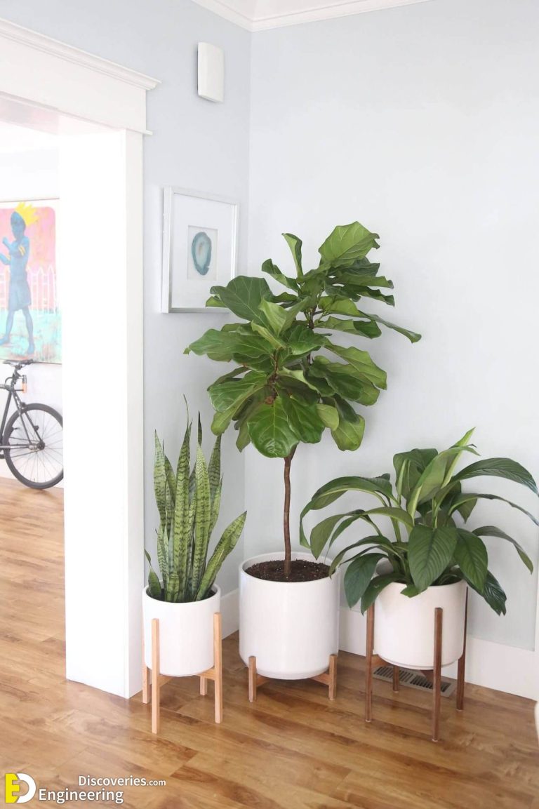 30 Indoor Green Plants For Your Home To Look Fresher And Cooler ...
