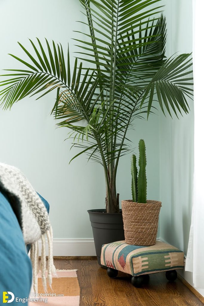 30 Indoor Green Plants For Your Home To Look Fresher And Cooler ...