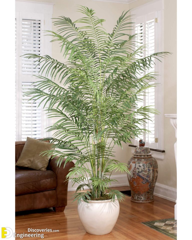30 Indoor Green Plants For Your Home To Look Fresher And Cooler ...