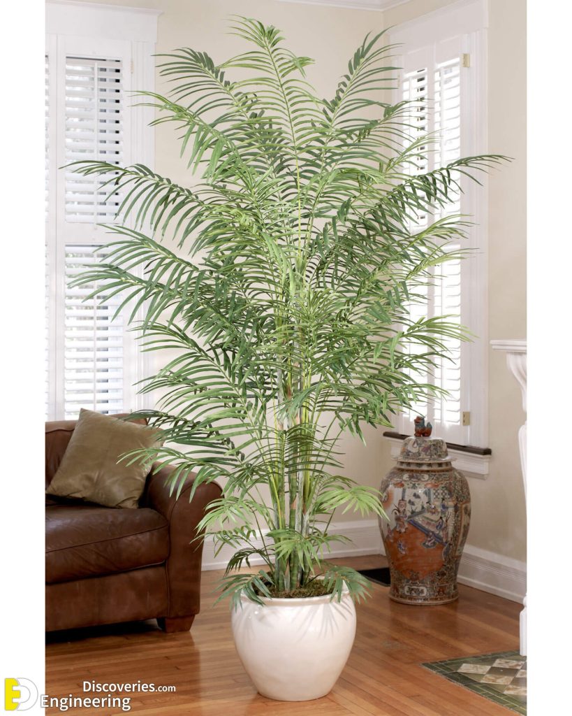 30 Indoor Green Plants For Your Home To Look Fresher And Cooler ...