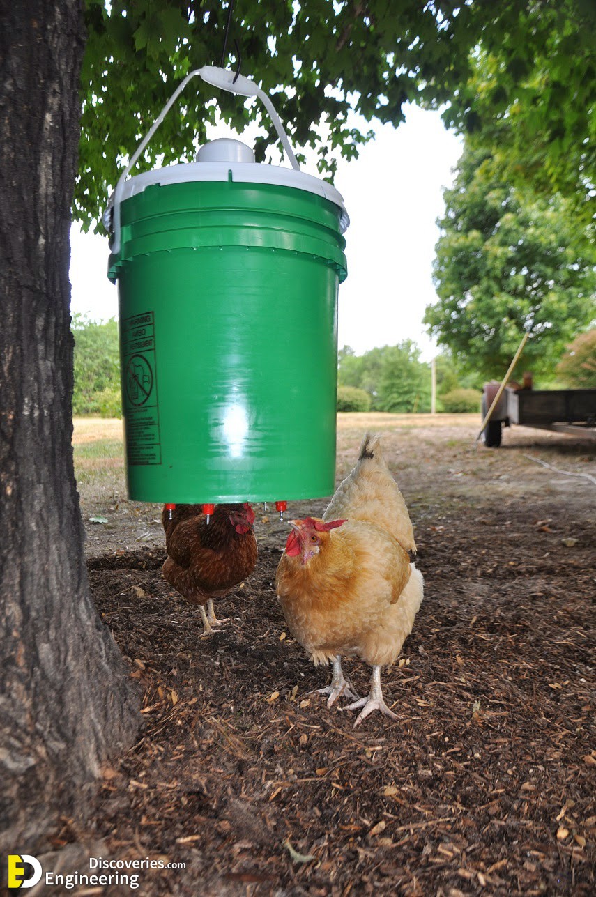 Clever Solutions To Reduce Chicken Feed Waste | Engineering Discoveries