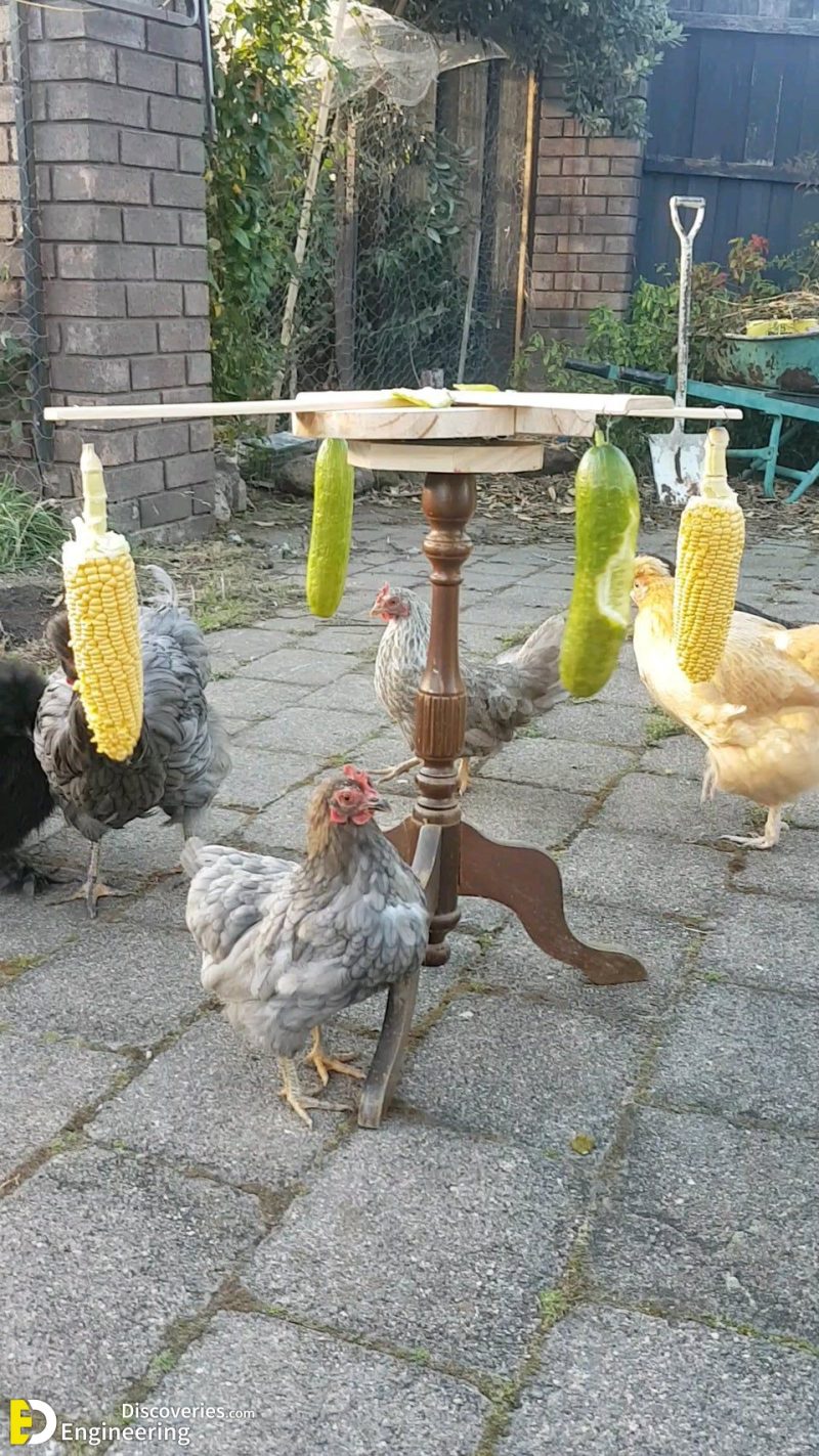 31+ Ideas For Having Chickens At Home | Engineering Discoveries