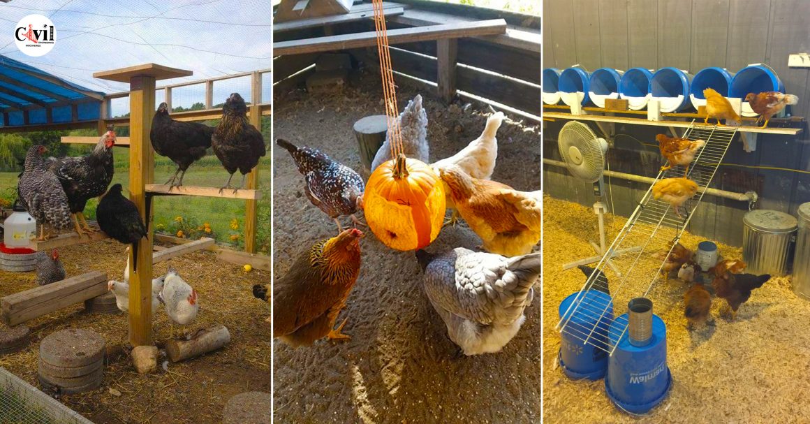 Tips For Keeping Chickens At Home | Engineering Discoveries