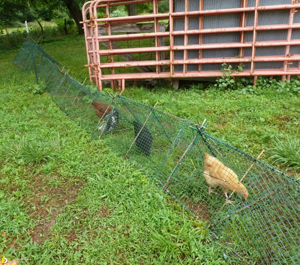 How To Build A DIY Chicken Tunnel In Your Backyard | Engineering ...